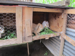 A Beginner's Guide to Rabbit Farming [eBook Included]