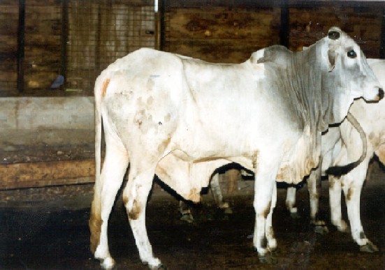 Recommended Nigerian Cattle Breeds for Smallholder Dairy (Milk ...