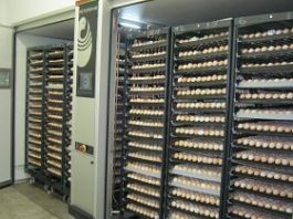 How to Start a Hatchery Business - Livestocking