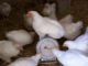 How to Weigh Live Poultry Birds Accurately - Livestocking