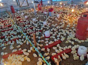 Brooding in Poultry - Definition, Types & How to Brood