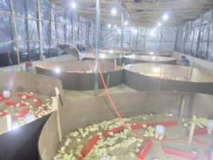 Beginner's Guide to Raising Broilers from Start to Finish