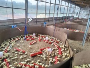 Beginner's Guide to Raising Broilers from Start to Finish