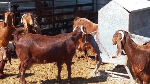 Damascus Goat Breed: Breed Profile, Facts & Information