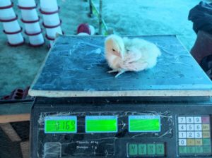 Beginner's Guide to Raising Broilers from Start to Finish