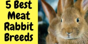 List of Cattle Breeds & Cow Breeds in the World