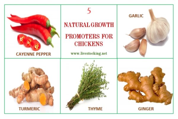 A Guide to Broiler Chicken Growth Boosters & Probiotics
