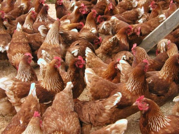 A Beginner’s Guide to Buying Point of Lay Chickens | Don’t Get Scammed