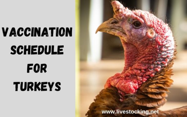 Vaccination Schedule for Turkeys - Livestocking
