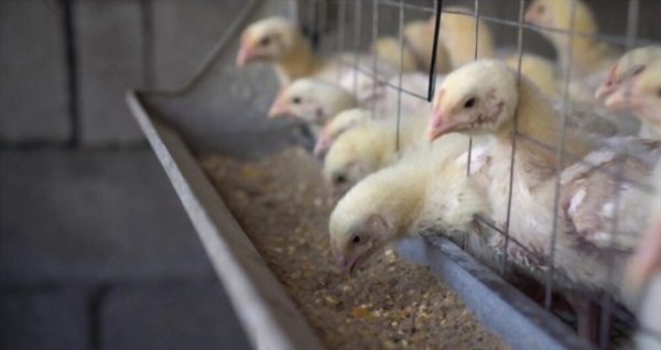 Feed Conversion Ratio (FCR) in Livestock Farming - Livestocking