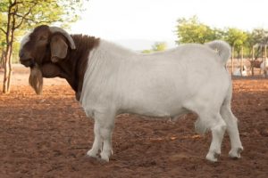 Boer Goat Breed Information - Livestocking