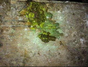 Healthy & Unhealthy Chicken Poop Chart - Livestocking