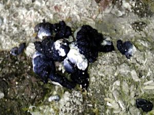 Healthy & Unhealthy Chicken Poop Chart - Livestocking