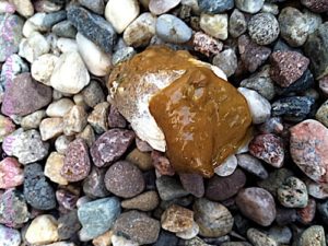 Healthy & Unhealthy Chicken Poop Chart - Livestocking